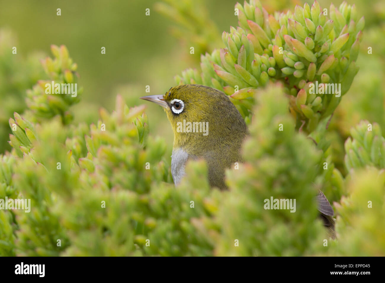 Australian silvereye hi-res stock photography and images - Alamy