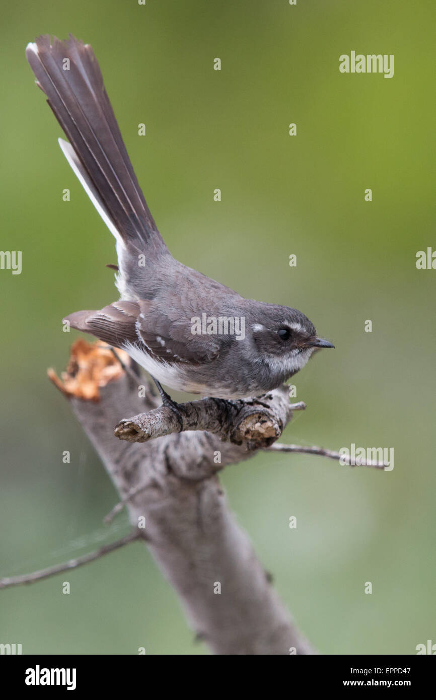 Grey Fantail (Rhipidura albiscapa Stock Photo - Alamy