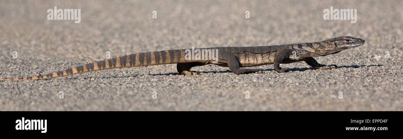 Heath Monitor (Varanus rosenbergi Stock Photo - Alamy