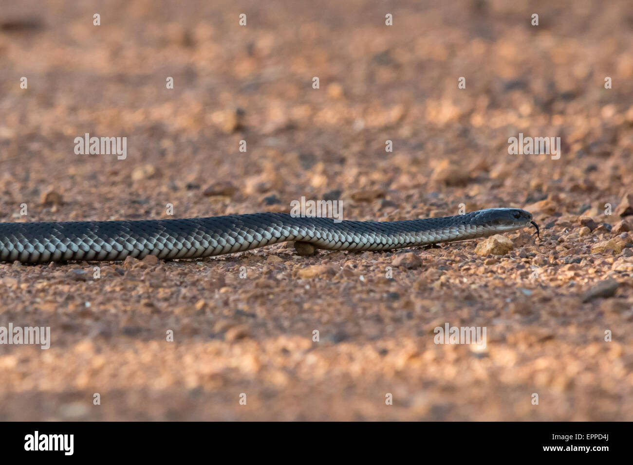 Dugite (Pseudonaja affinis Stock Photo - Alamy