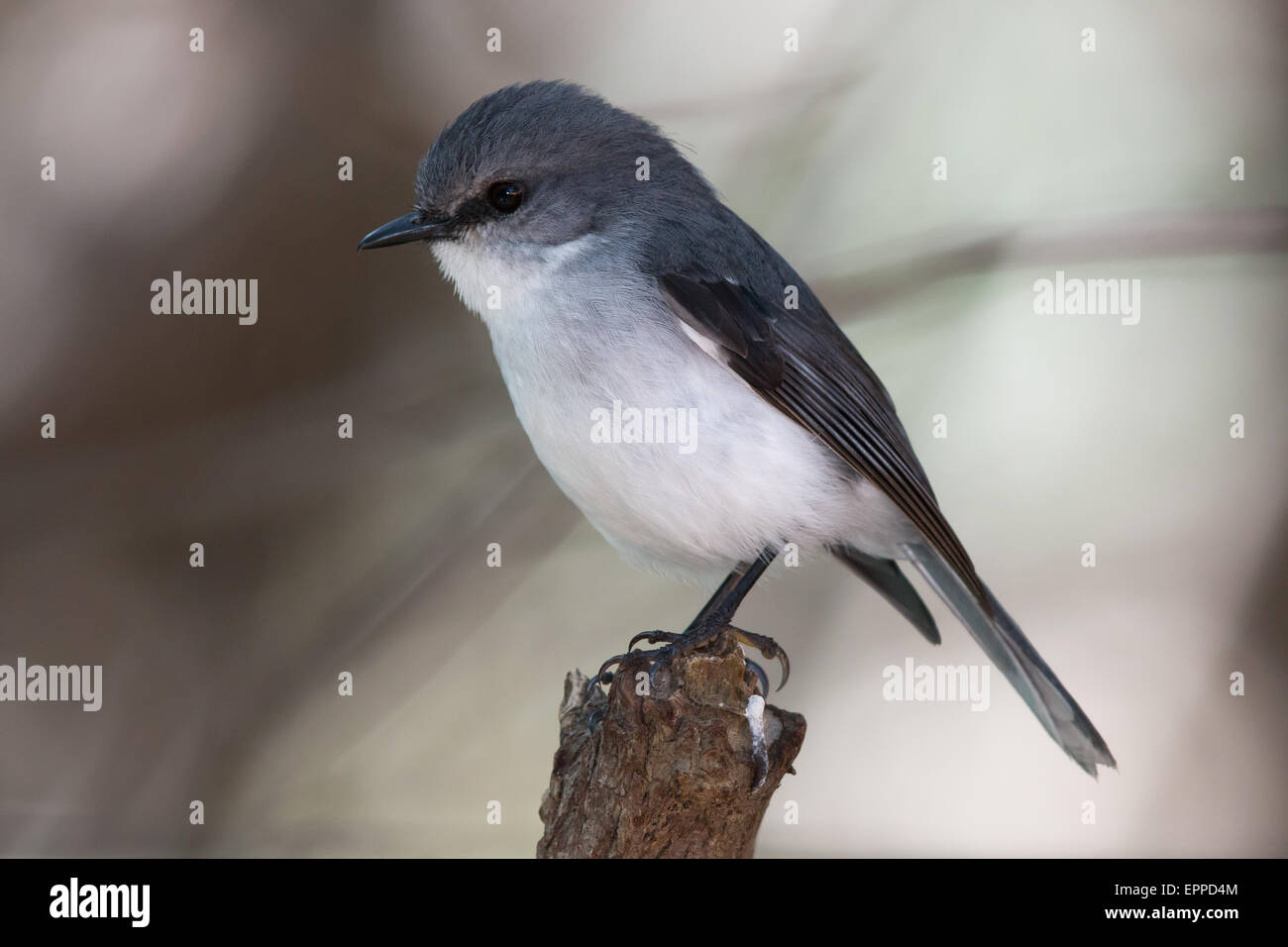 White breasted robin hi-res stock photography and images - Alamy