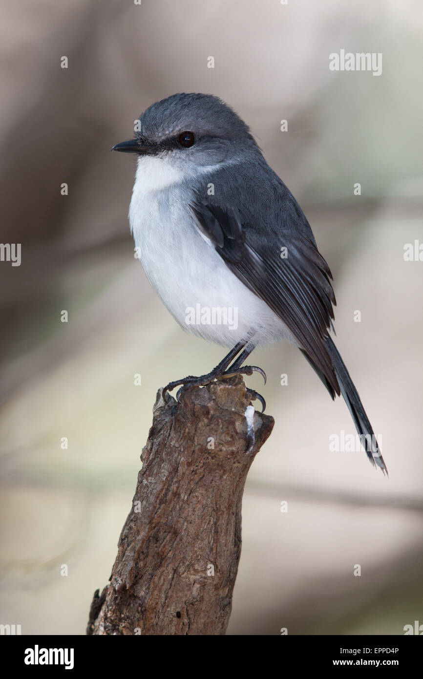White breasted robin hi-res stock photography and images - Alamy