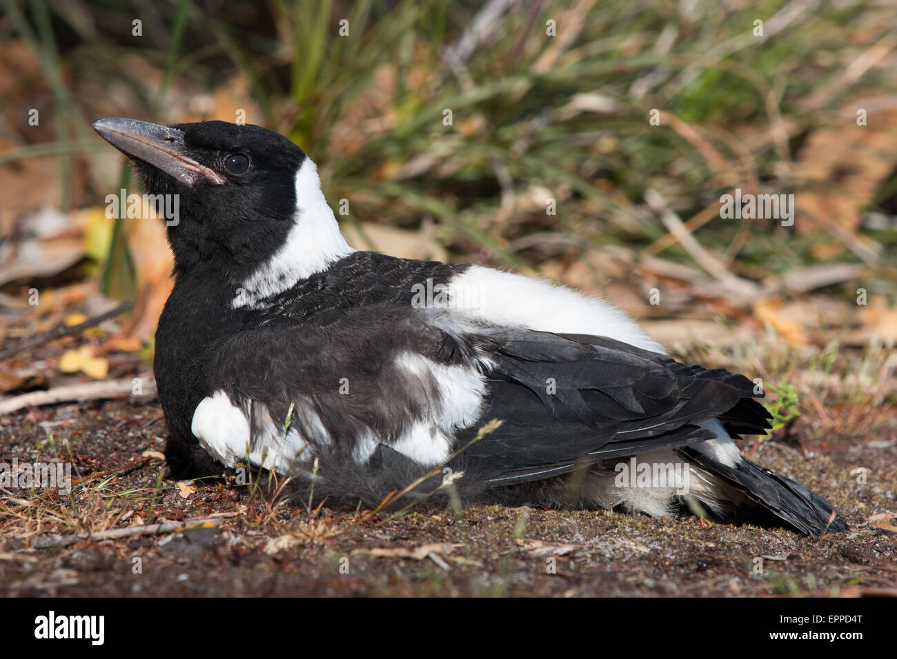 juvenile Australian Magpie (Gymnorhina tibicen) sunbathing Stock Photo ...