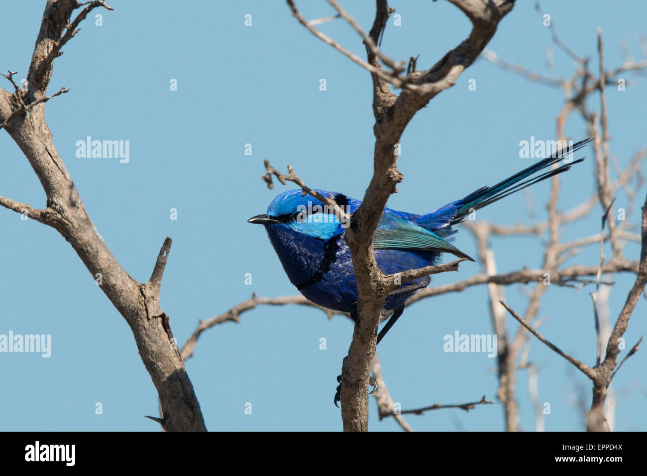 male Splendid Fairywren (Malurus splendens Stock Photo - Alamy