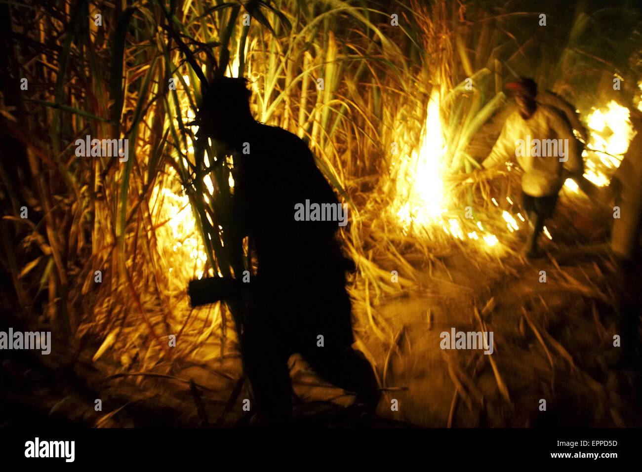 Sugar cane field workers hi-res stock photography and images - Alamy
