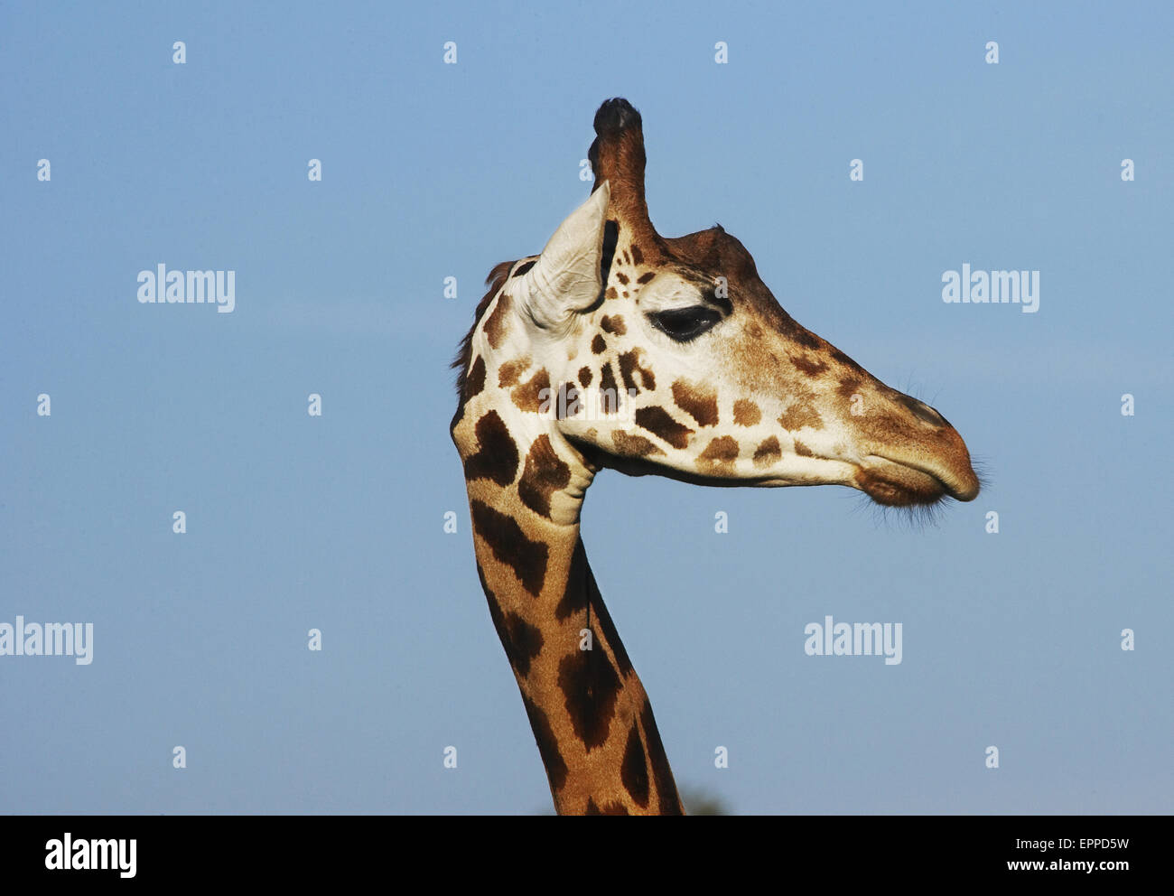 Head of giraffe Stock Photo - Alamy