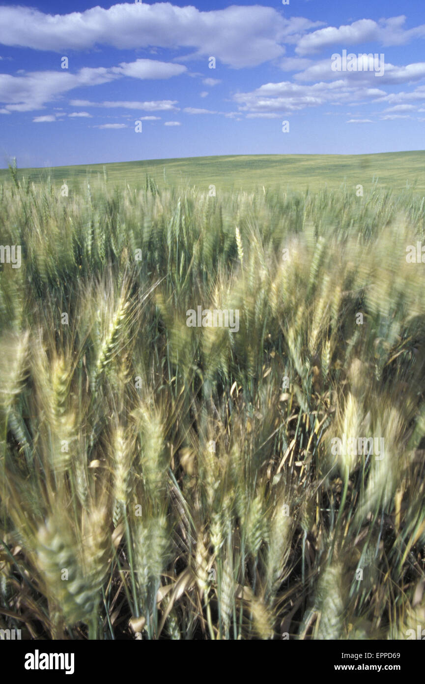 Sheafs of wheat dance in the Prairie winds, Alberta, Canada Stock Photo ...