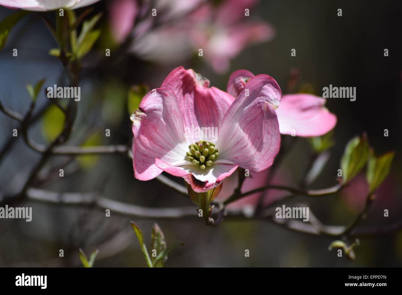 Beautiful pink flower in Spring Stock Photo - Alamy