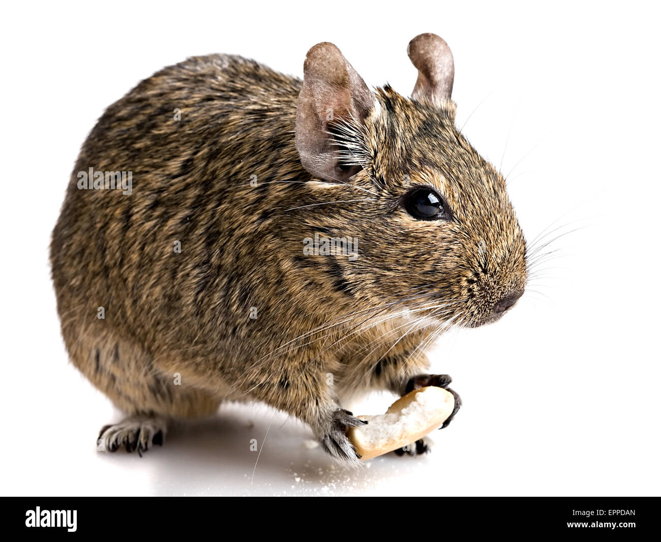 hamster rodent chewing bake full-size view isolated on white background ...
