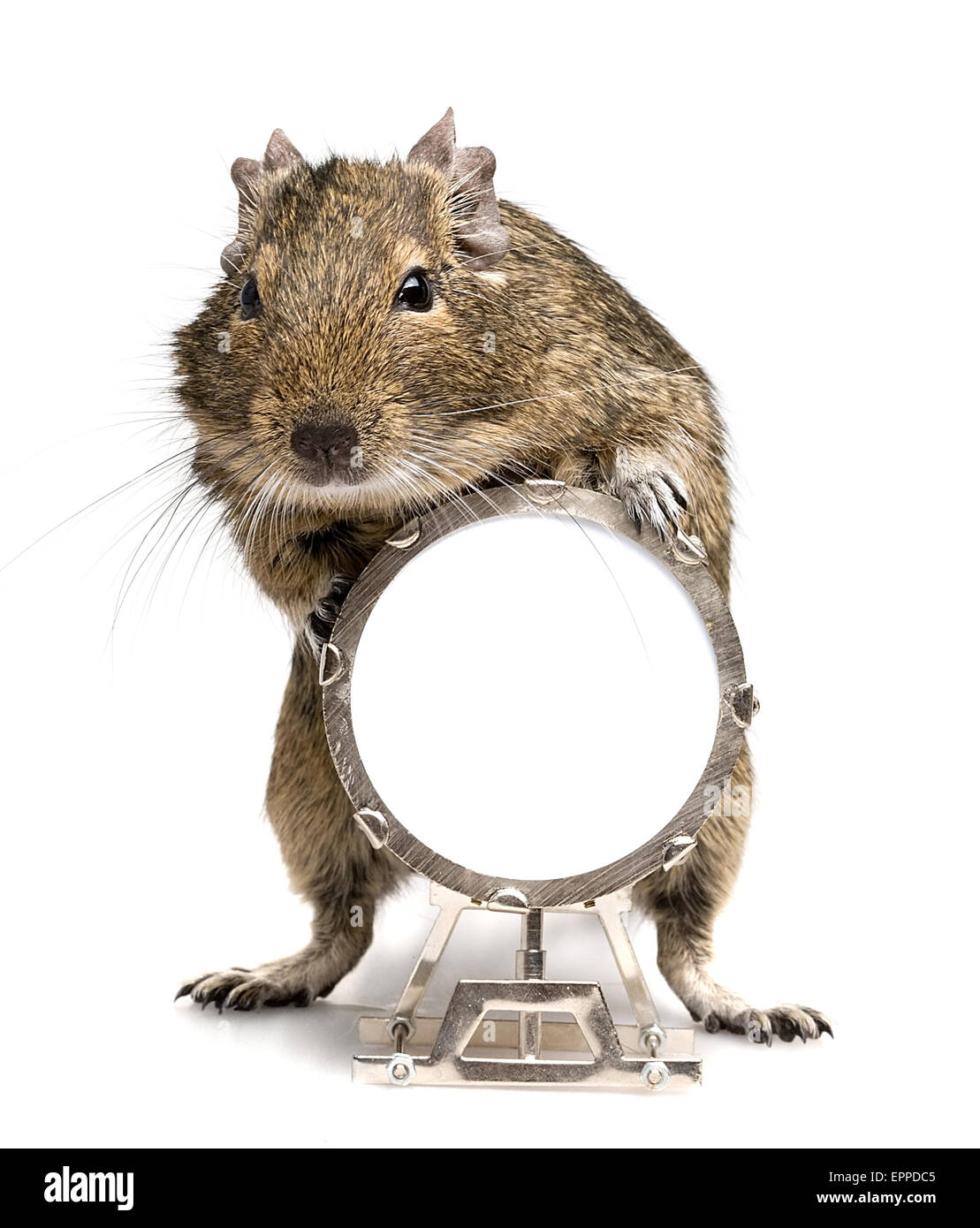 Drum stand hi-res stock photography and images - Alamy