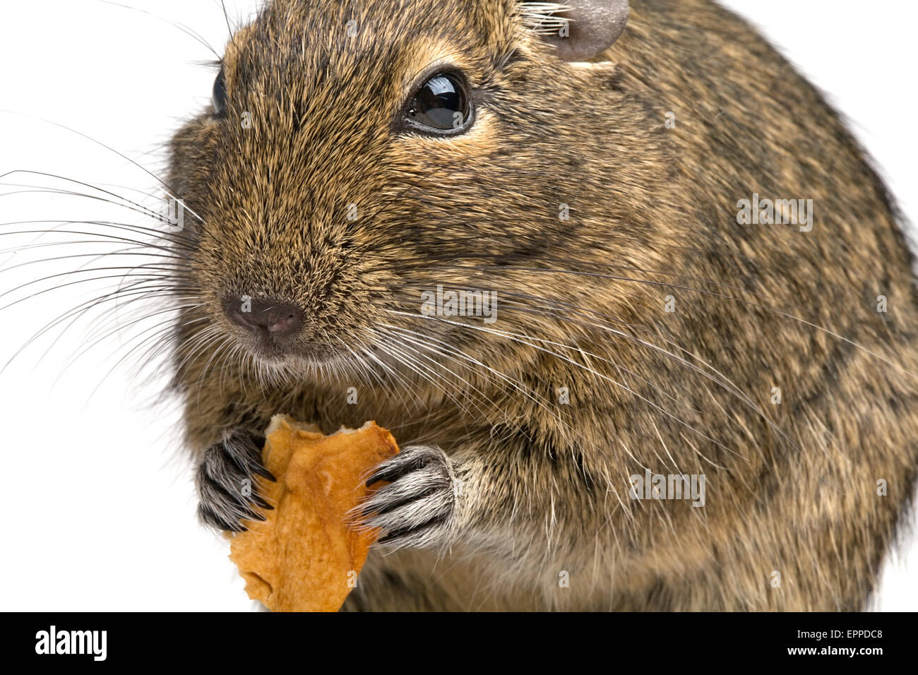 closeup snout portrait rodent taking a piece of food in its paws Stock ...