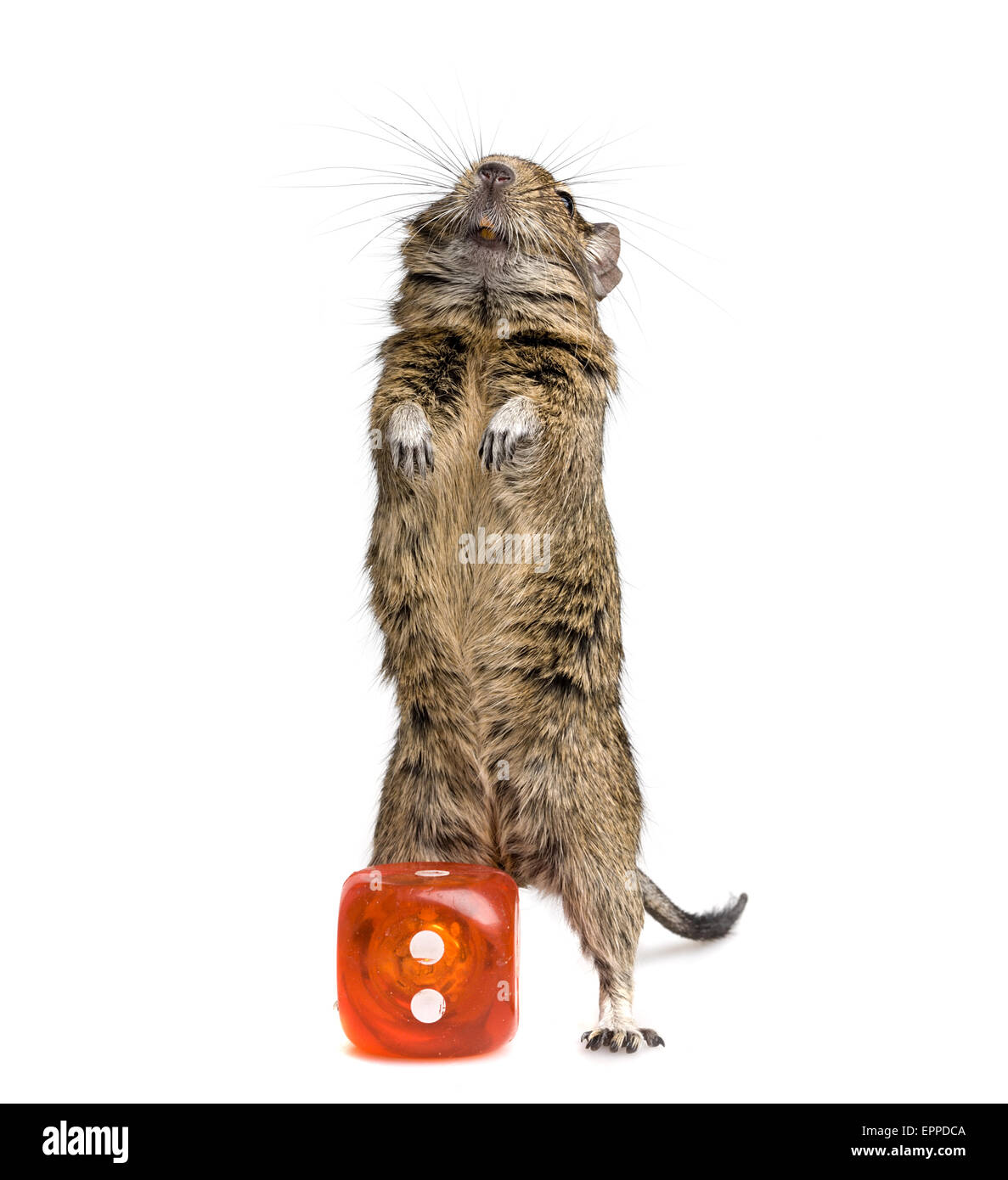 small rodent standing with big die block full-length closeup on white ...