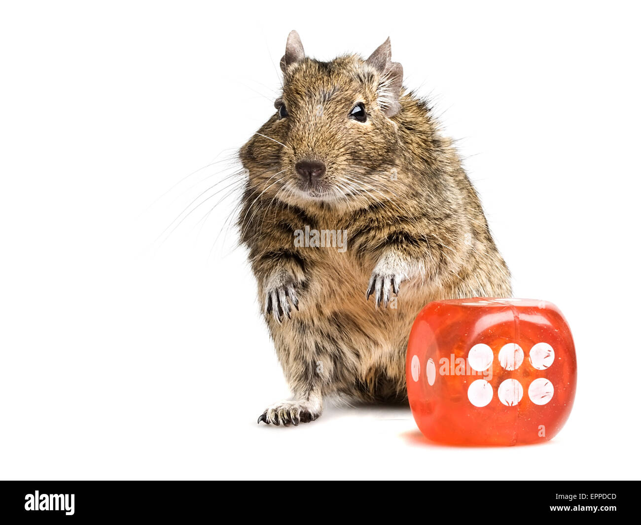 small degu rodent standing with big die cube full-length closeup ...