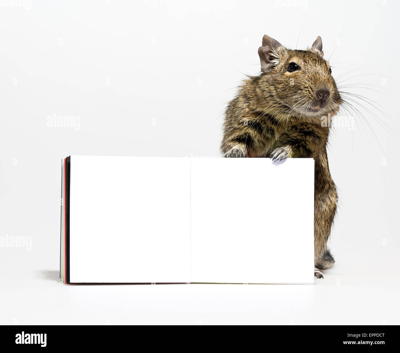 cute degu rodent pet standing with blank poster in paws closeup on ...