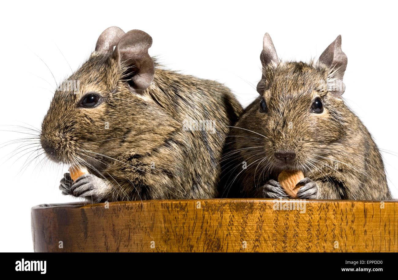 Rodent sitting funny hi-res stock photography and images - Alamy
