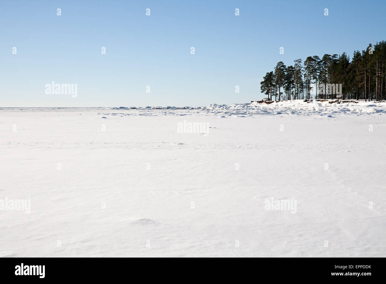 white snow field of frozen sea bay and piece of coast with pine trees ...