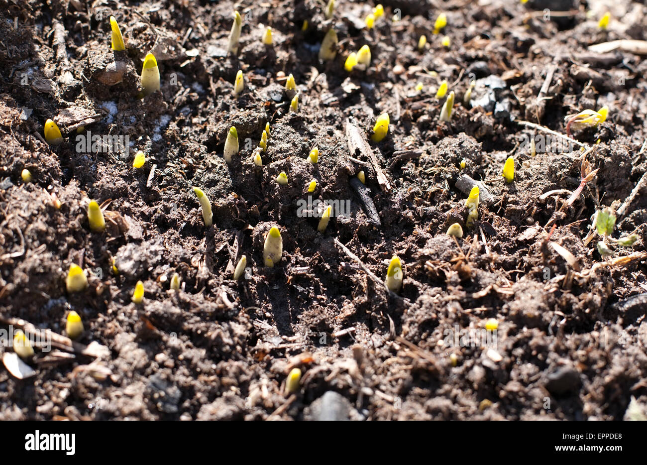 Fresh green sprouts hi-res stock photography and images - Alamy