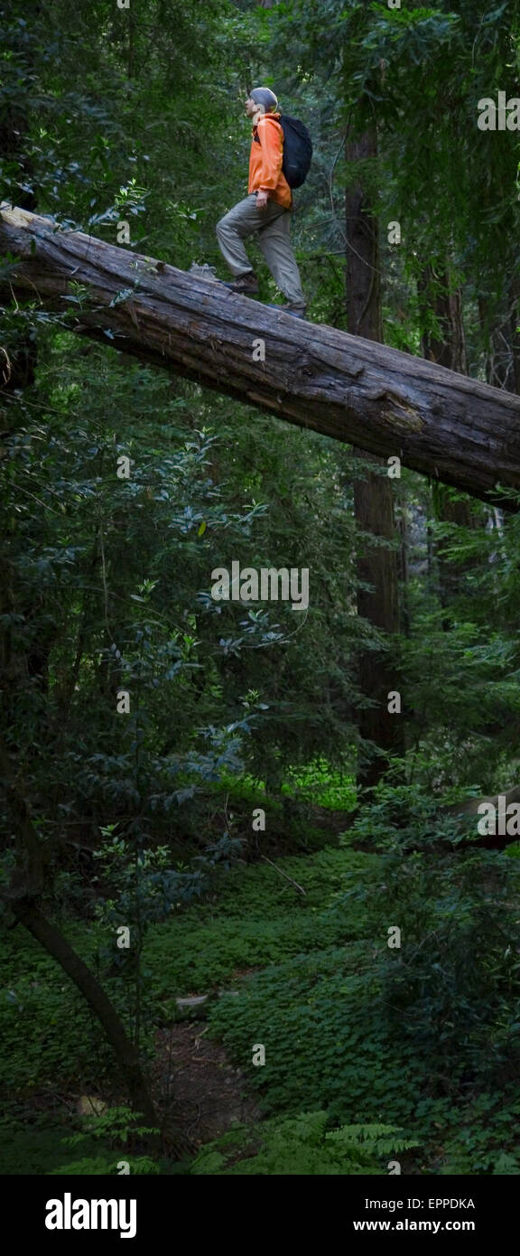 Hiker atop a fallen tree Stock Photo - Alamy