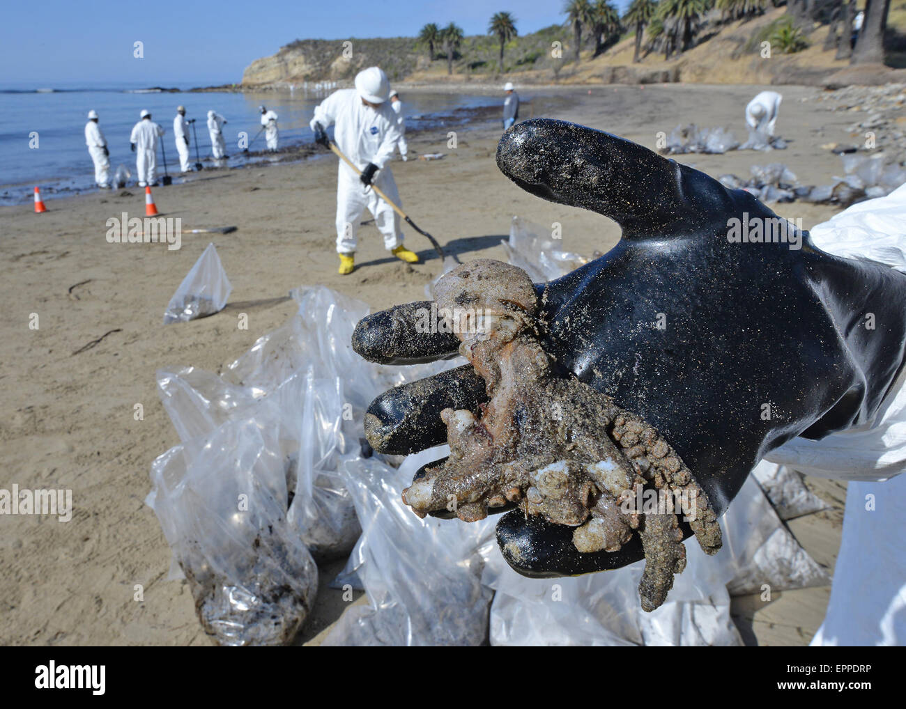 Bp Oil Spill Clean Up Efforts