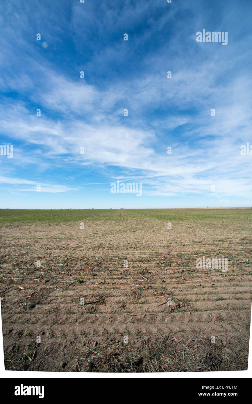 Ingalls, Kansas, WInd turbines and Milo fields Stock Photo - Alamy