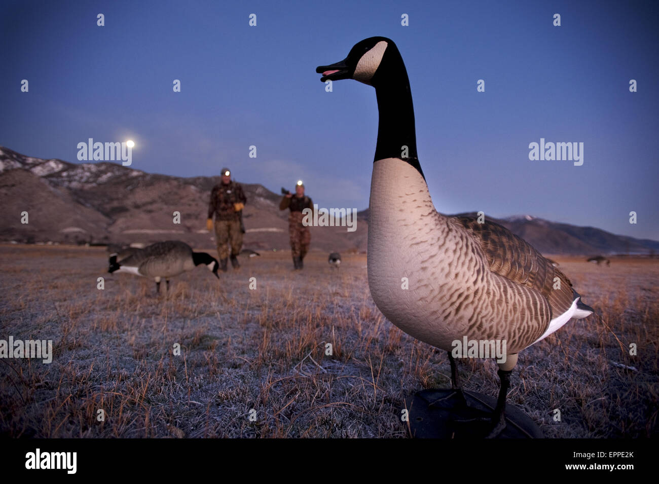 Using decoys hi-res stock photography and images - Alamy
