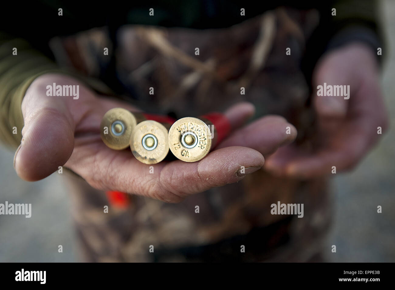 A hunter displays shotgun shells during a goose hunt in Carson City, NV ...
