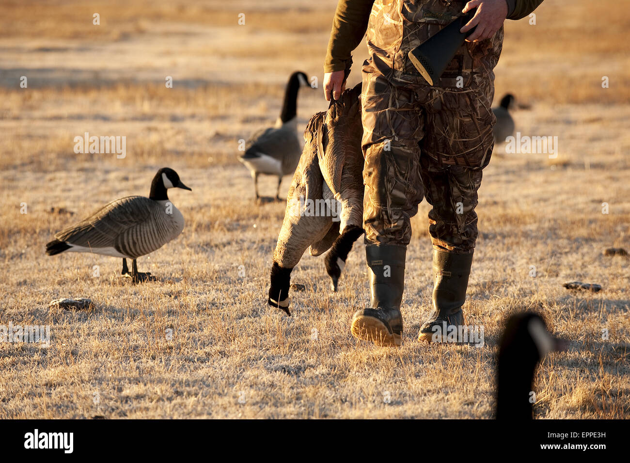 Dead geese hi-res stock photography and images - Alamy