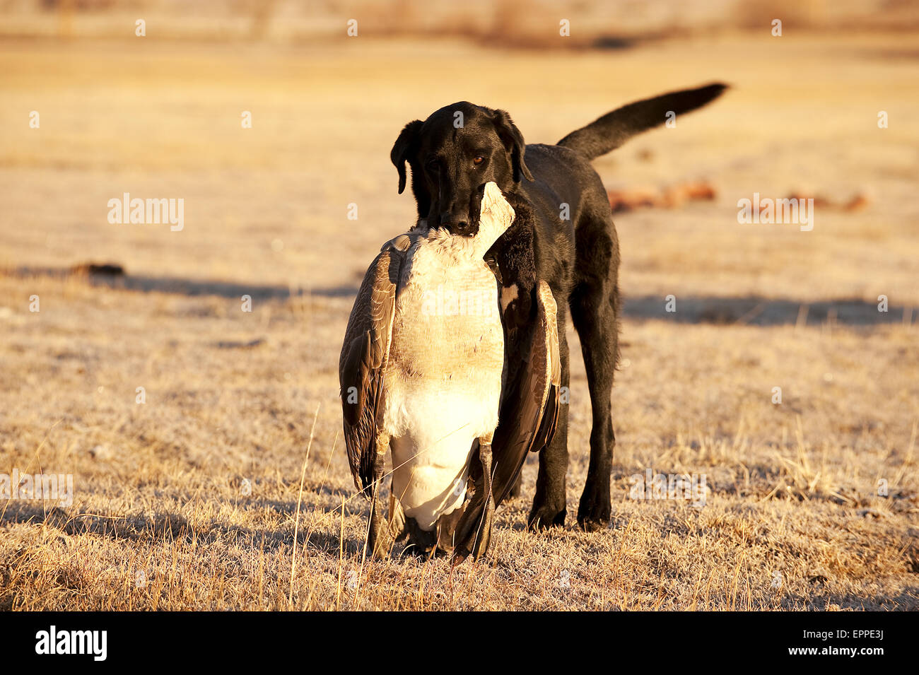 Retrieves hi-res stock photography and images - Alamy