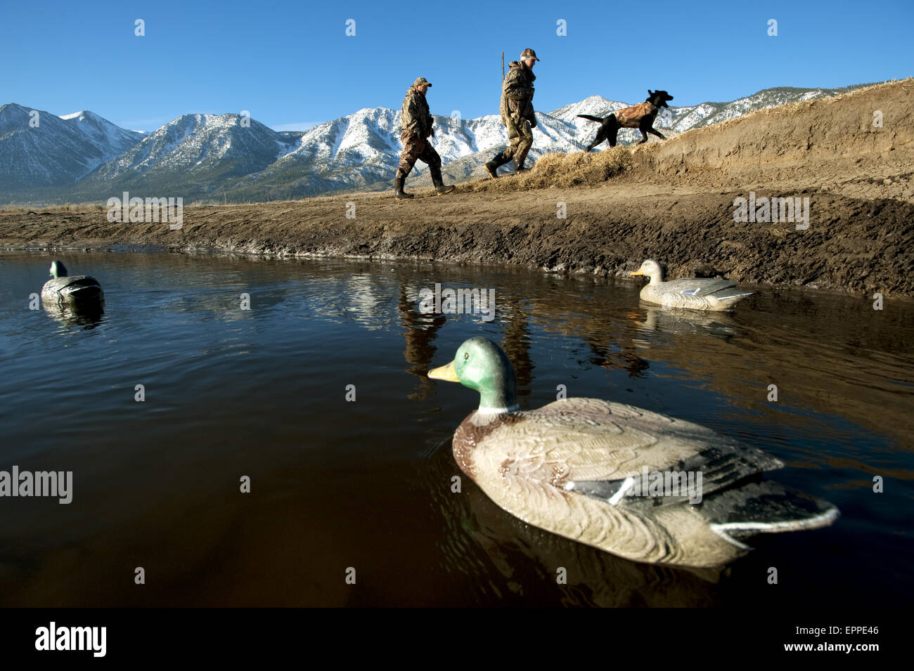 Two hunters track ducks with their dog in Nevada Stock Photo - Alamy