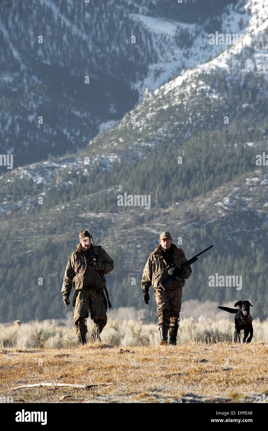 Hunters dog hi-res stock photography and images - Alamy