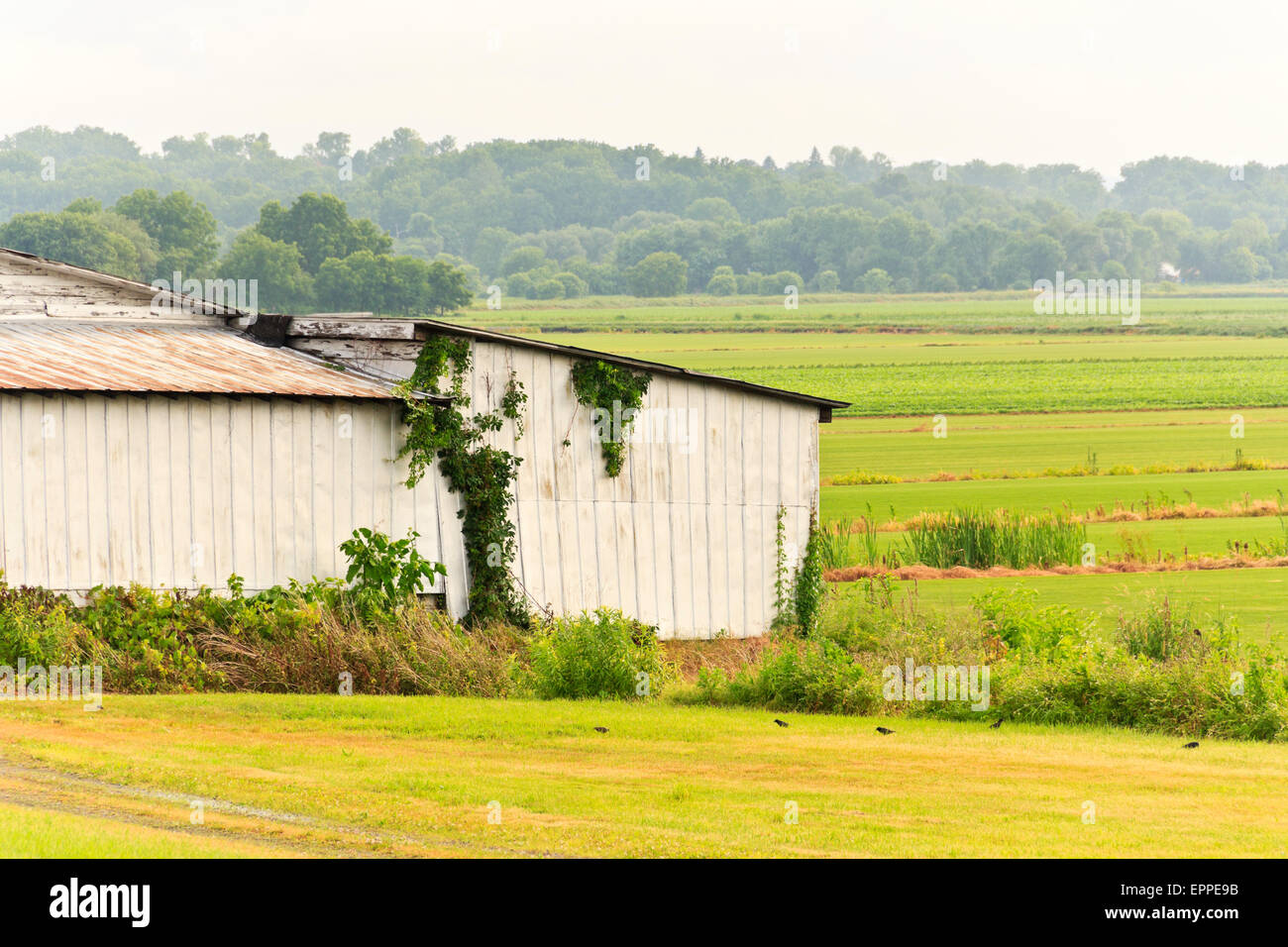 Overcast humid summer day on a farm with overgrown barn in foreground ...