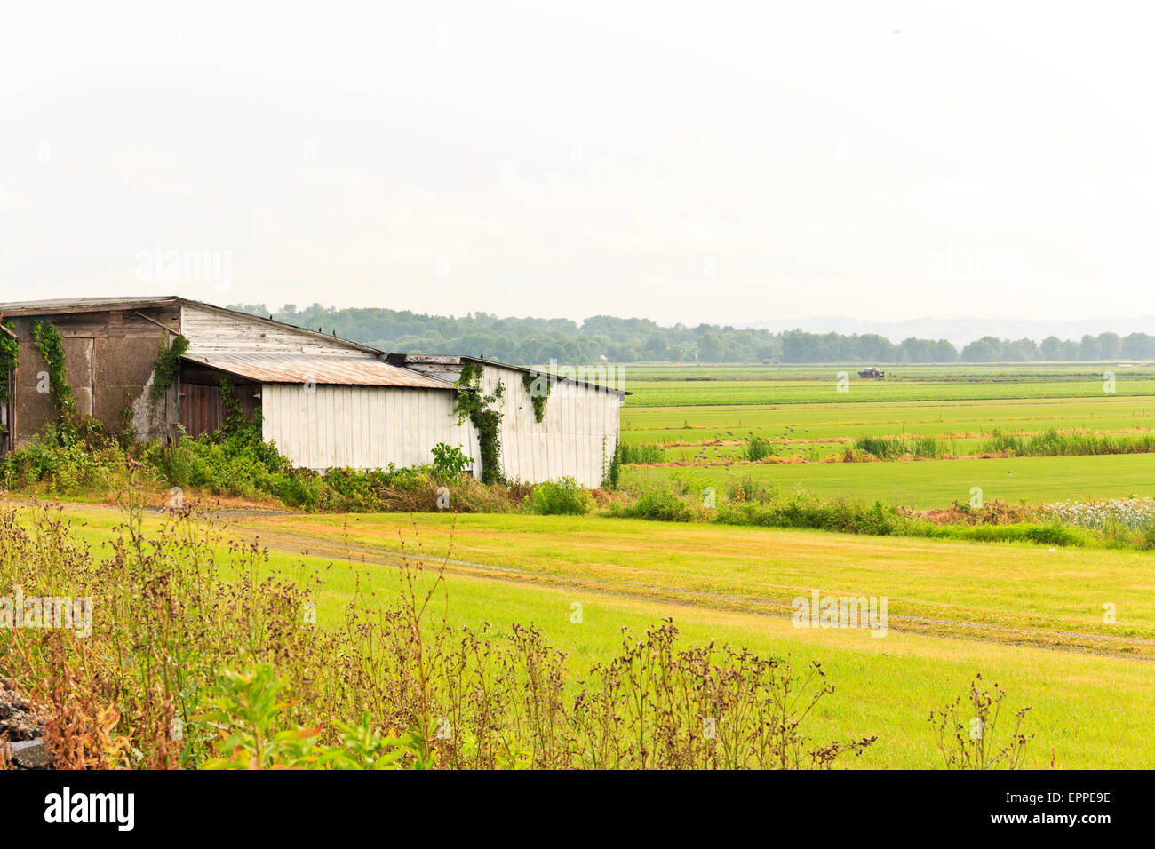 overcast humid summer day barn overgrown Stock Photo - Alamy