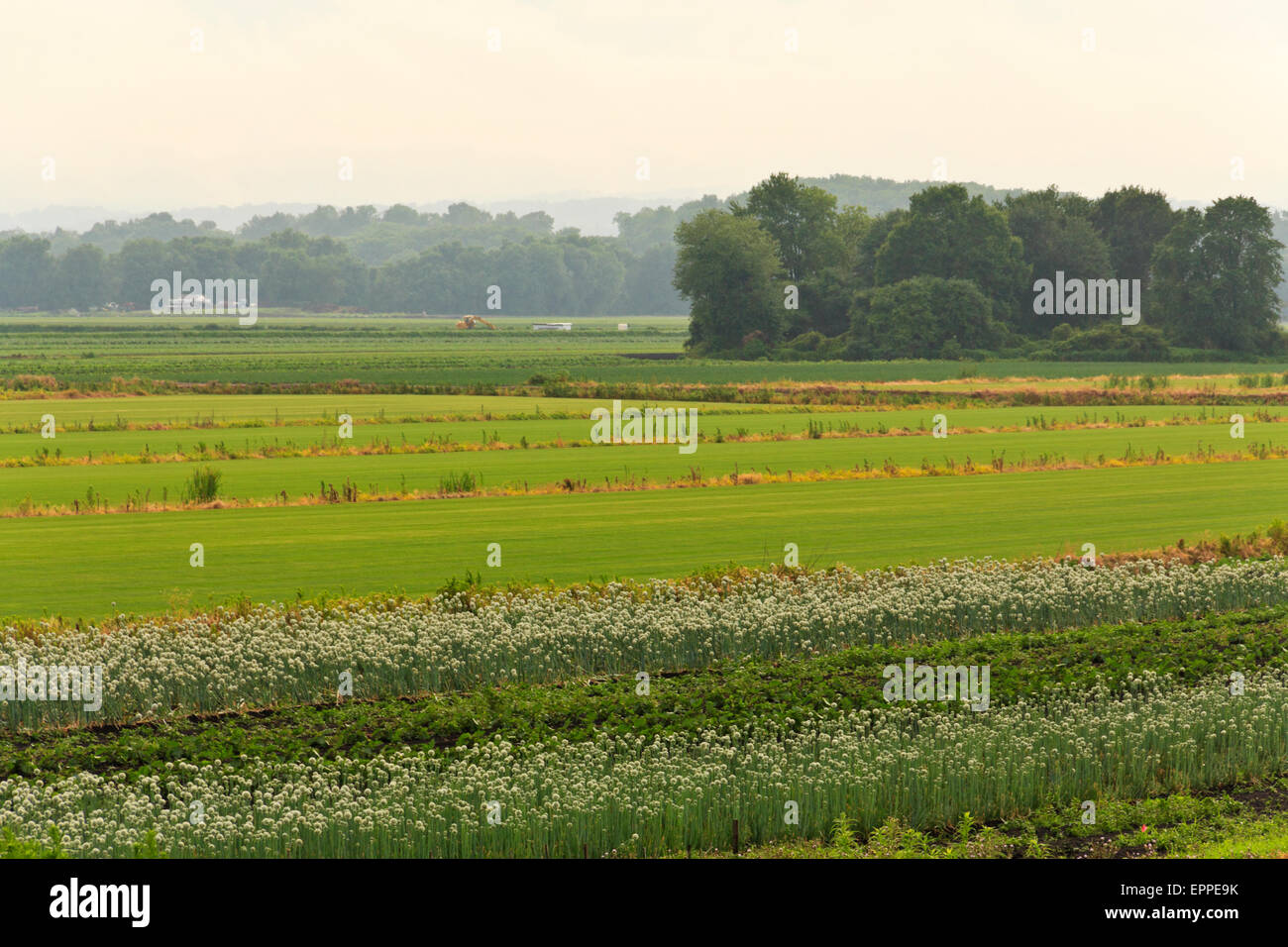 Hot humid summer day in the heat on a farm Stock Photo - Alamy
