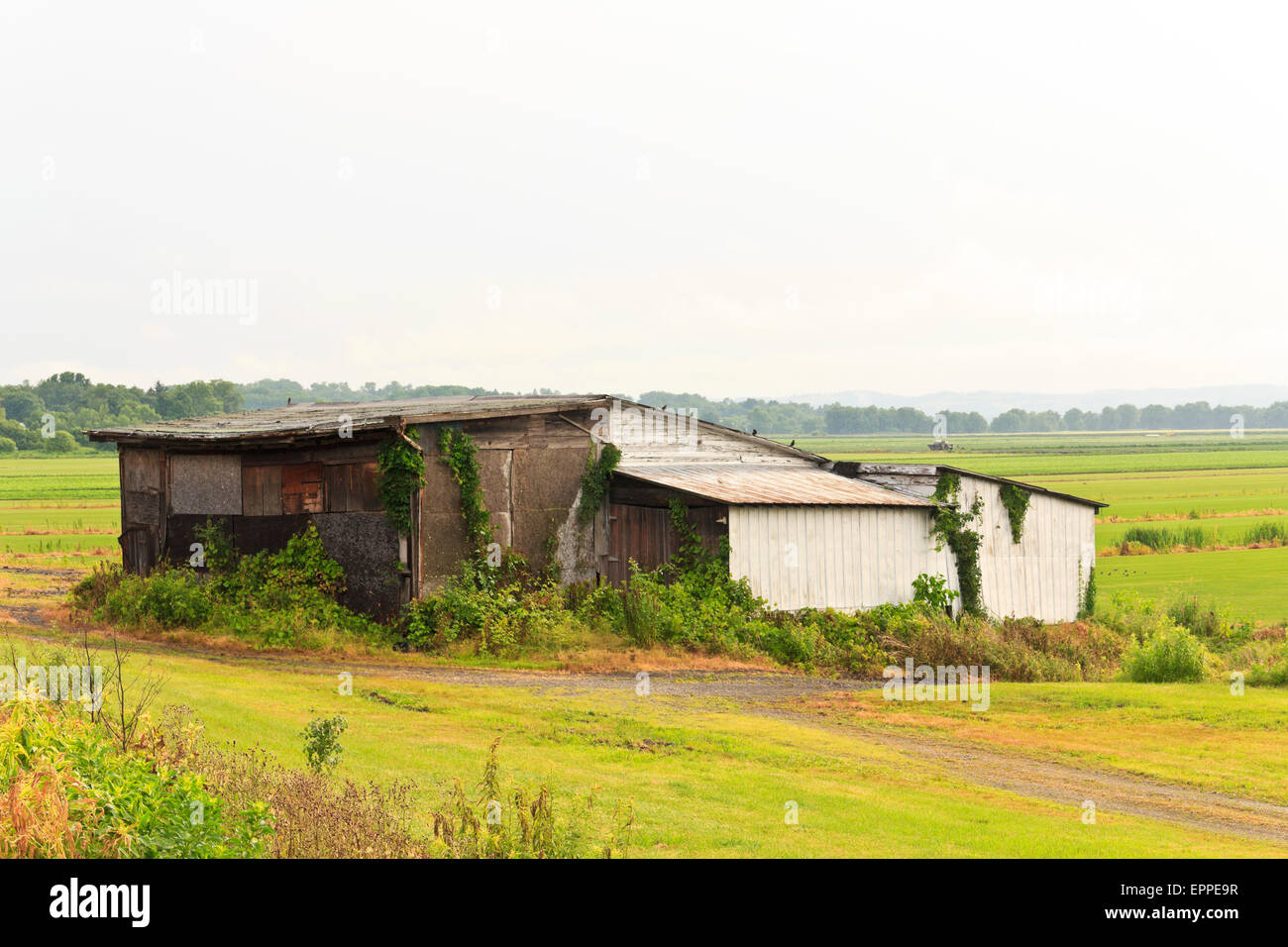 Overgrown barn on a farm in the hot summer heat and humidity Stock ...