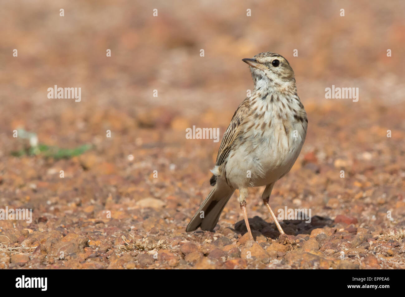 Australian pipit hi-res stock photography and images - Alamy