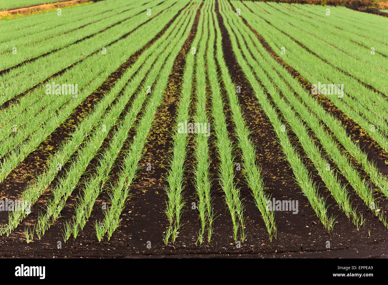 Farm crops in Rows for Background Stock Photo - Alamy