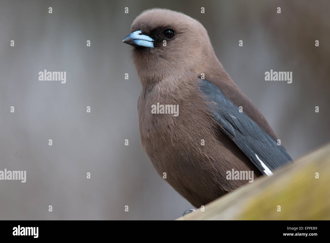 Dusky Woodswallow (Artamus cyanopterus Stock Photo - Alamy
