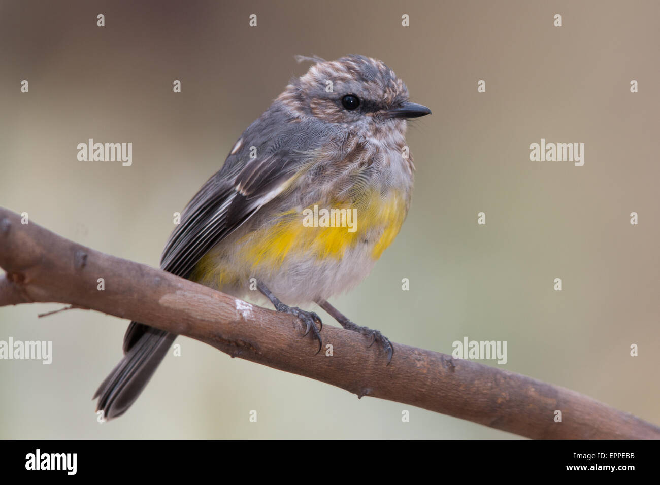 juvenile Western Yellow Robin (Eopsaltria griseogularis Stock Photo - Alamy