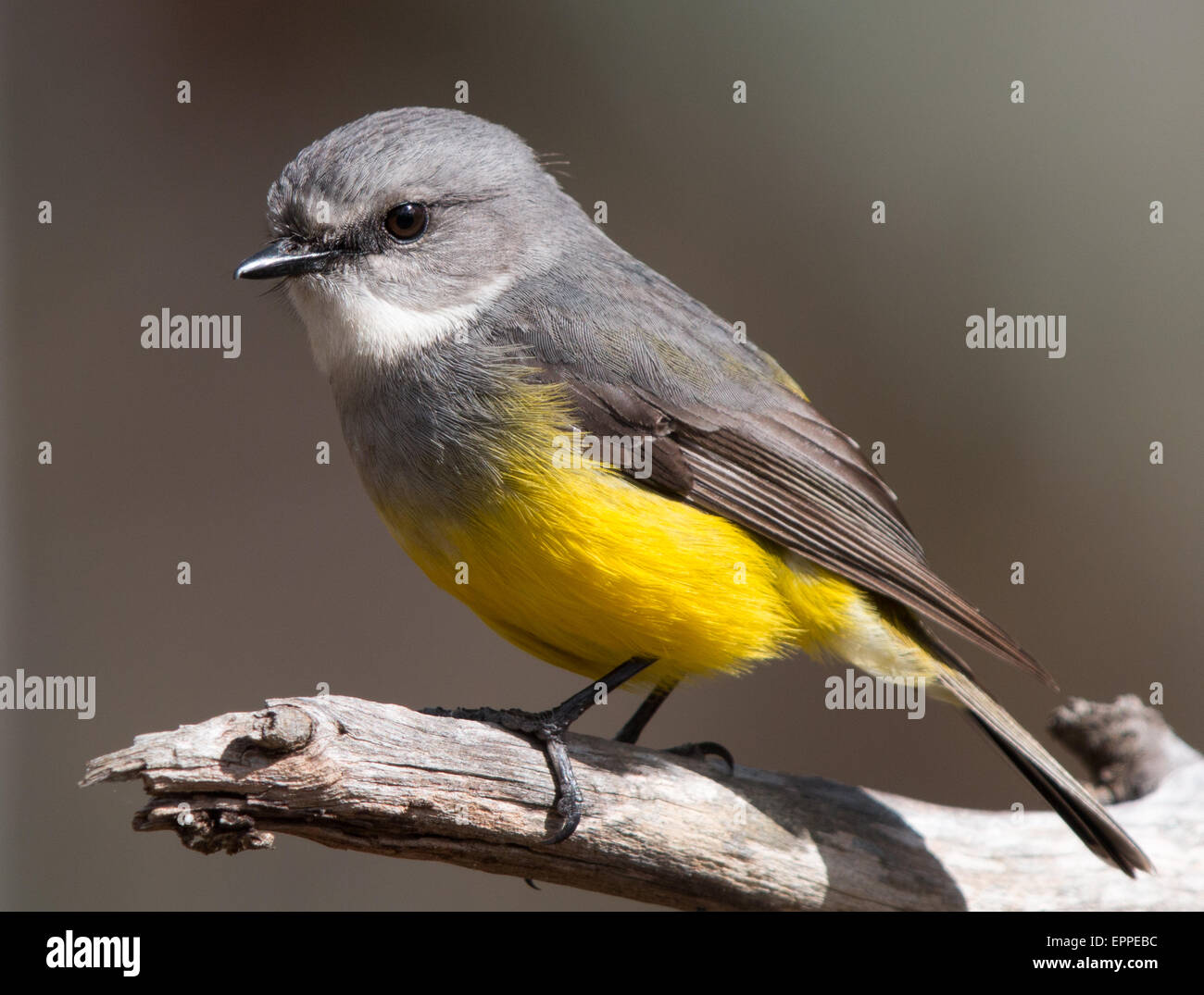 Western Yellow Robin (Eopsaltria griseogularis Stock Photo - Alamy