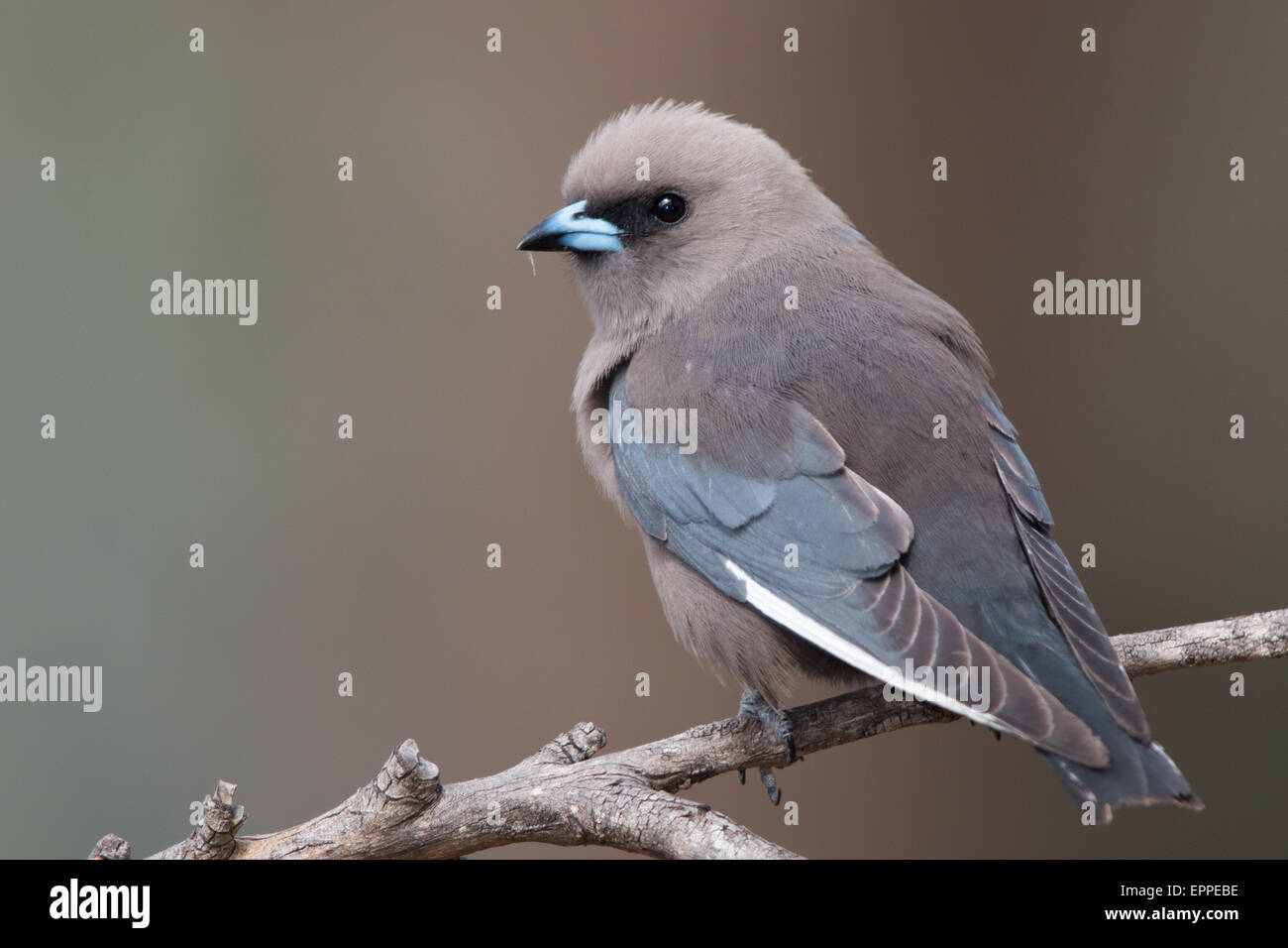 Dusky Woodswallow (Artamus cyanopterus Stock Photo - Alamy