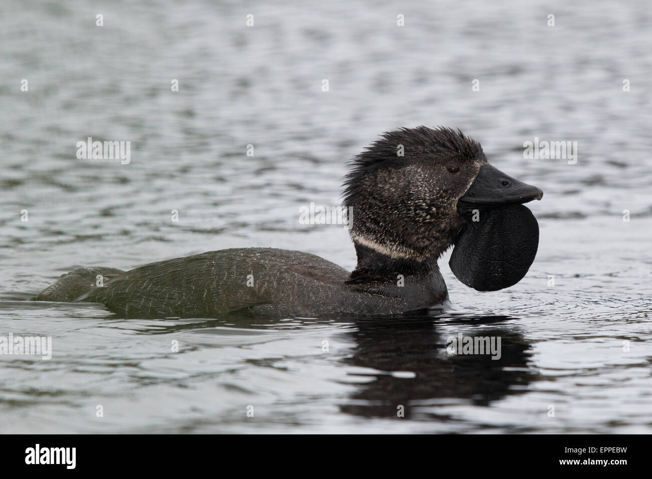 male Musk Duck (Biziura lobata) swimming in a lake Stock Photo - Alamy