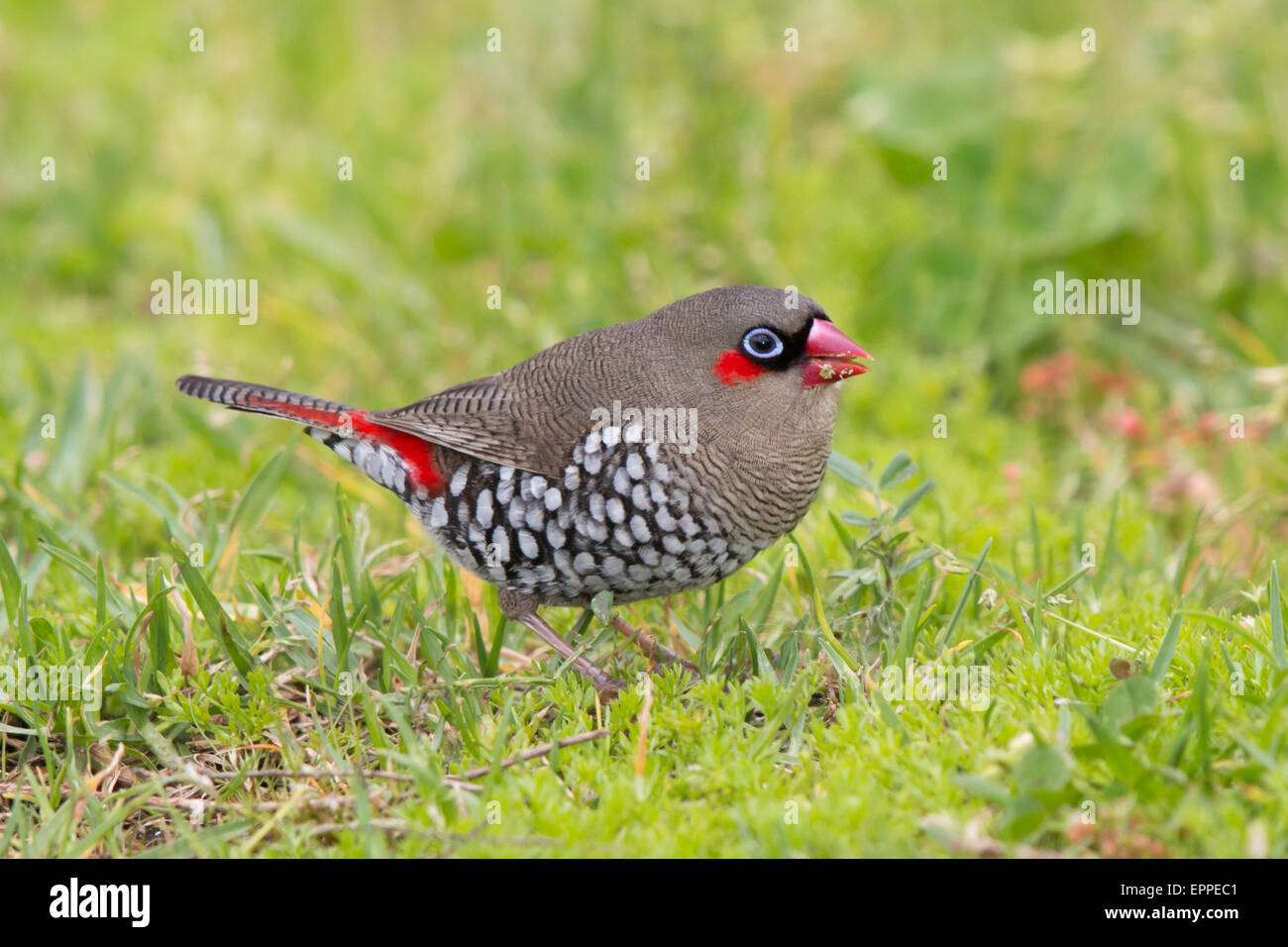 Red-eared Firetail (Stagonopleura oculata Stock Photo - Alamy