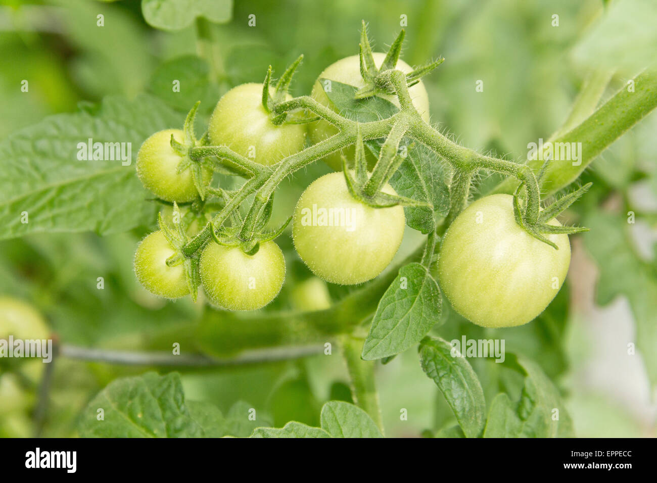 Unripened tomatoes growing on a vine Stock Photo - Alamy