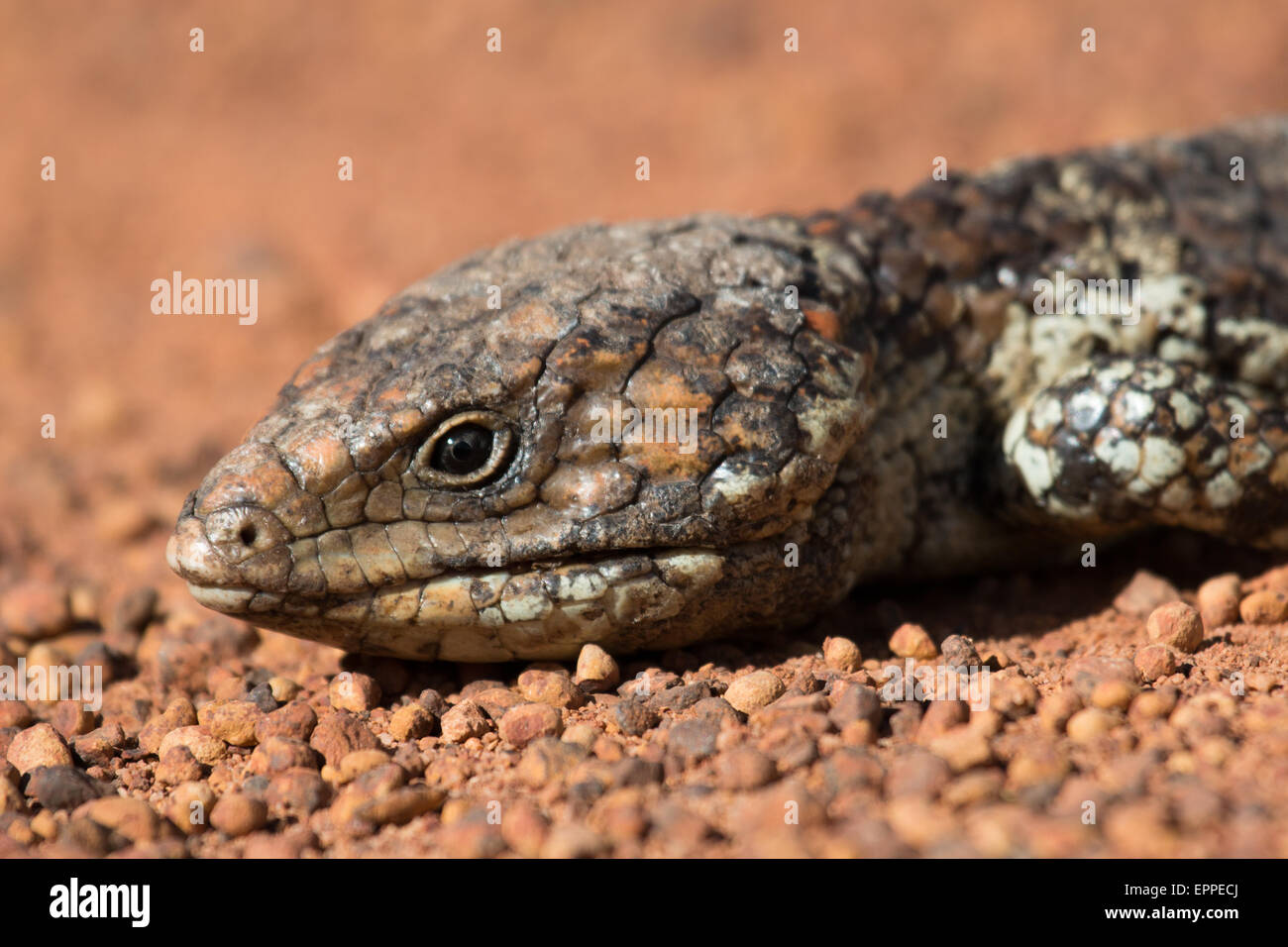 Australian shingleback lizard hi-res stock photography and images - Alamy