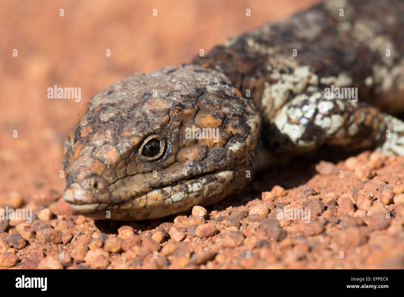 Shingleback (Tiliqua rugosa) headshot Stock Photo - Alamy