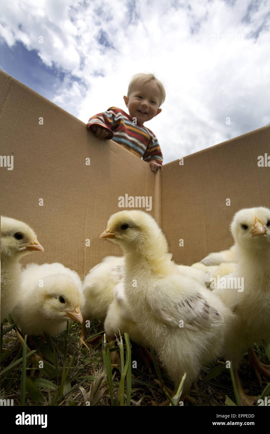 Day old chicks hi-res stock photography and images - Alamy