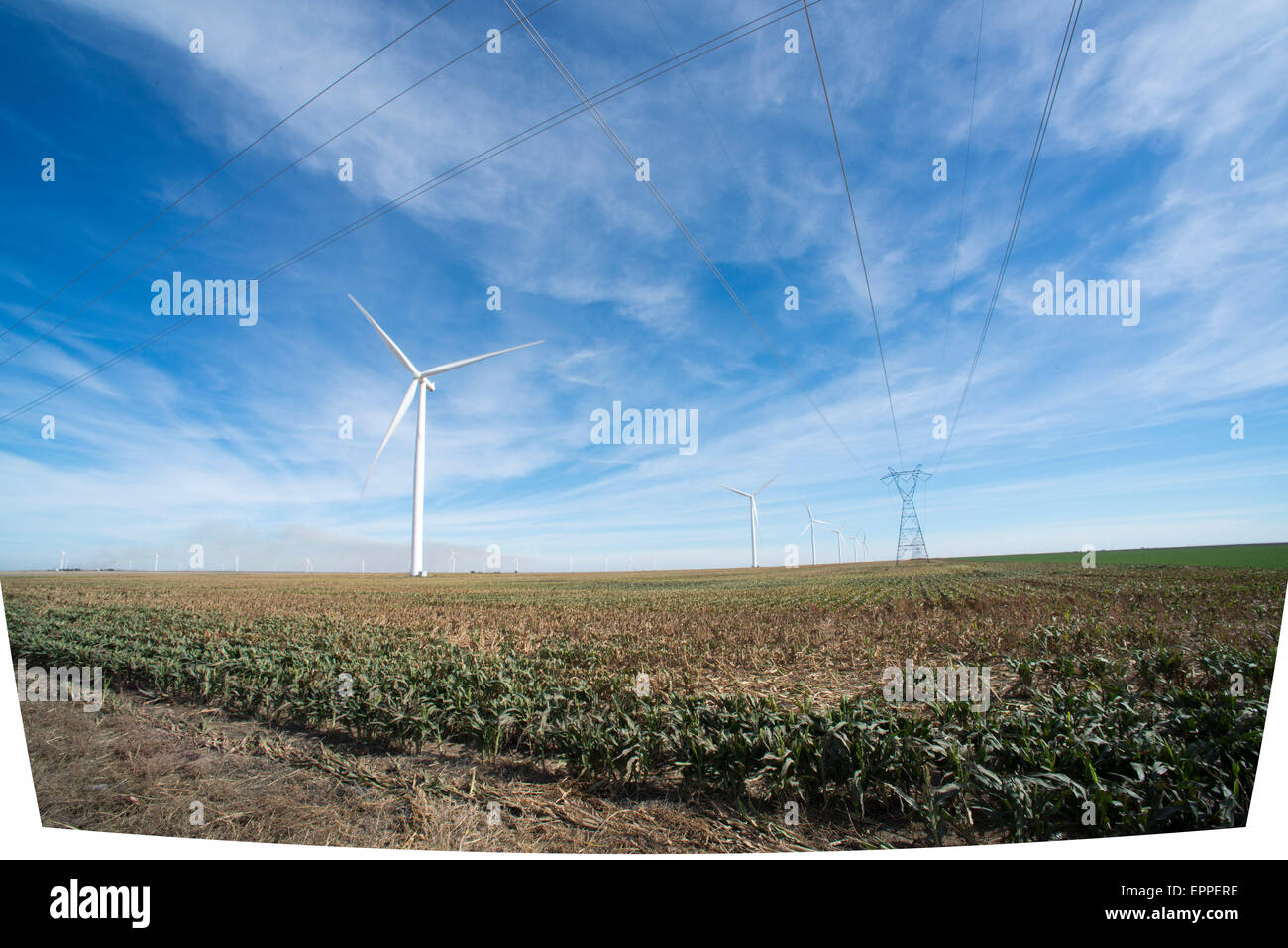 Ingalls, Kansas, WInd turbines and Milo fields Stock Photo - Alamy