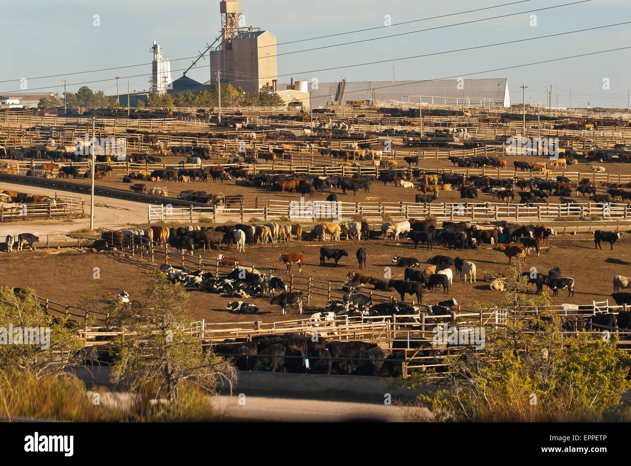 Cattle Feed lot in Ingalls Kansas Stock Photo - Alamy