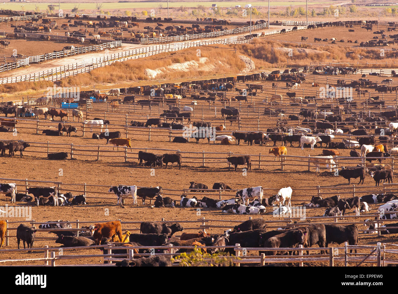 Cattle Feed lot in Ingalls Kansas Stock Photo - Alamy