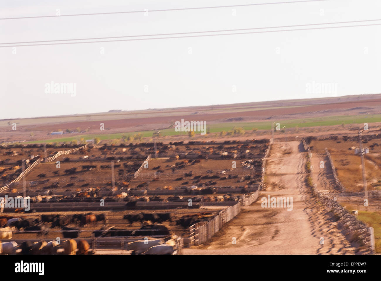 Cattle Feed lot in Ingalls Kansas Stock Photo - Alamy